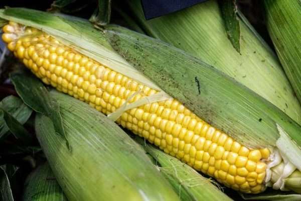 Earworms in Kansas Sweet Corn - Rural Messenger