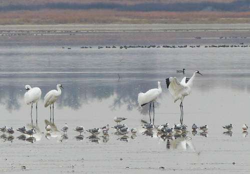 Whooping Crane Fall Migration Has Begun - Rural Messenger