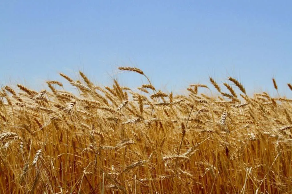 Day 16, Kansas Wheat Harvest Report - Rural Messenger