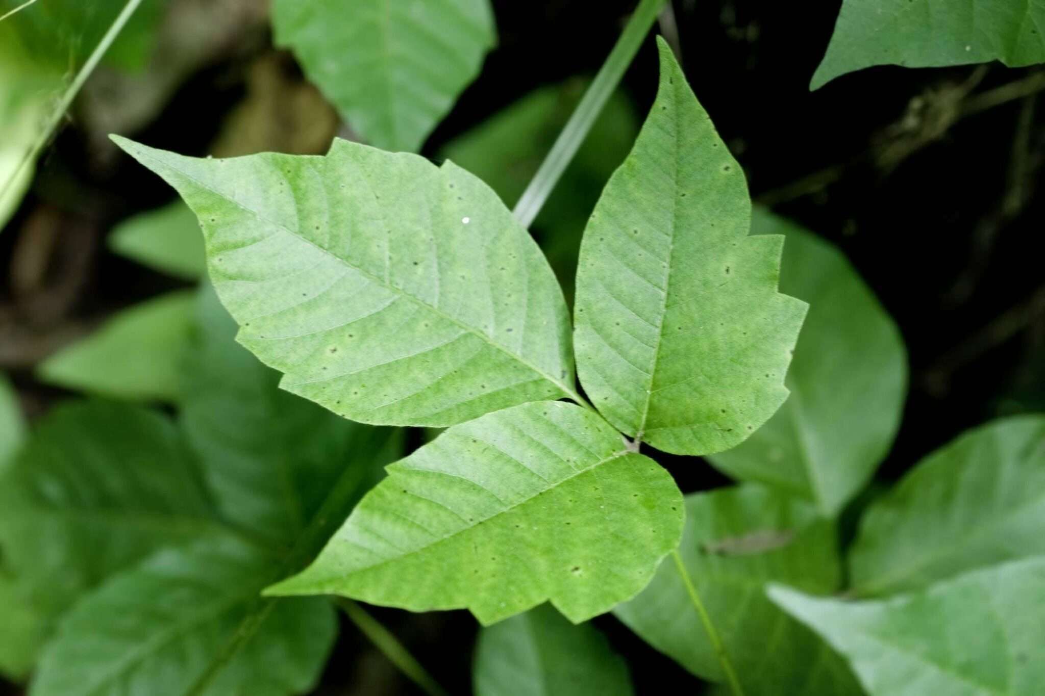 Poison Ivy or Virginia Creeper? K-State horticulture expert explains ...