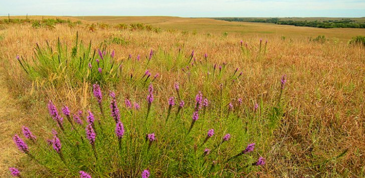 Tallgrass Prairie National Preserve - Rural Messenger
