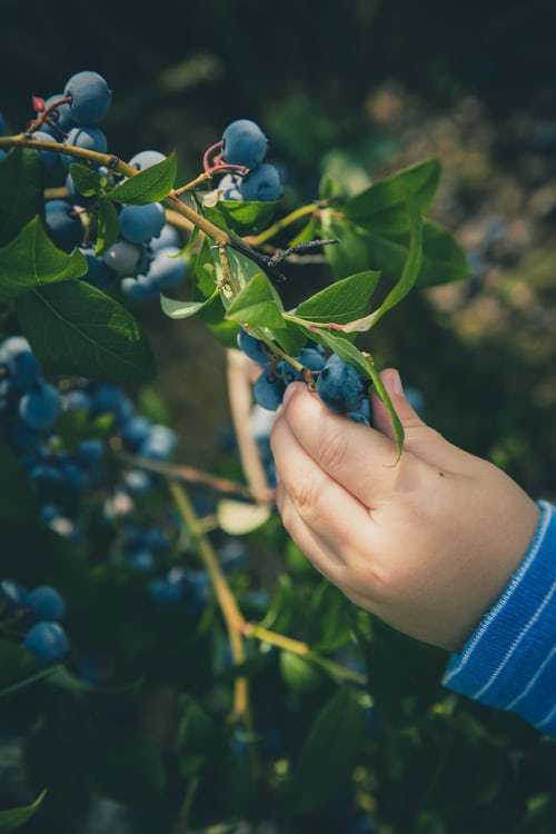 Midnight Cascade Blueberry Lets You Grow Berries from Above - Rural ...