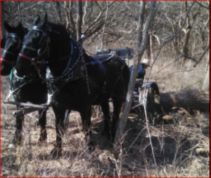 Tree Cutters Find Draft Horse Teams Best For Moving Logs Out Of Timber ...