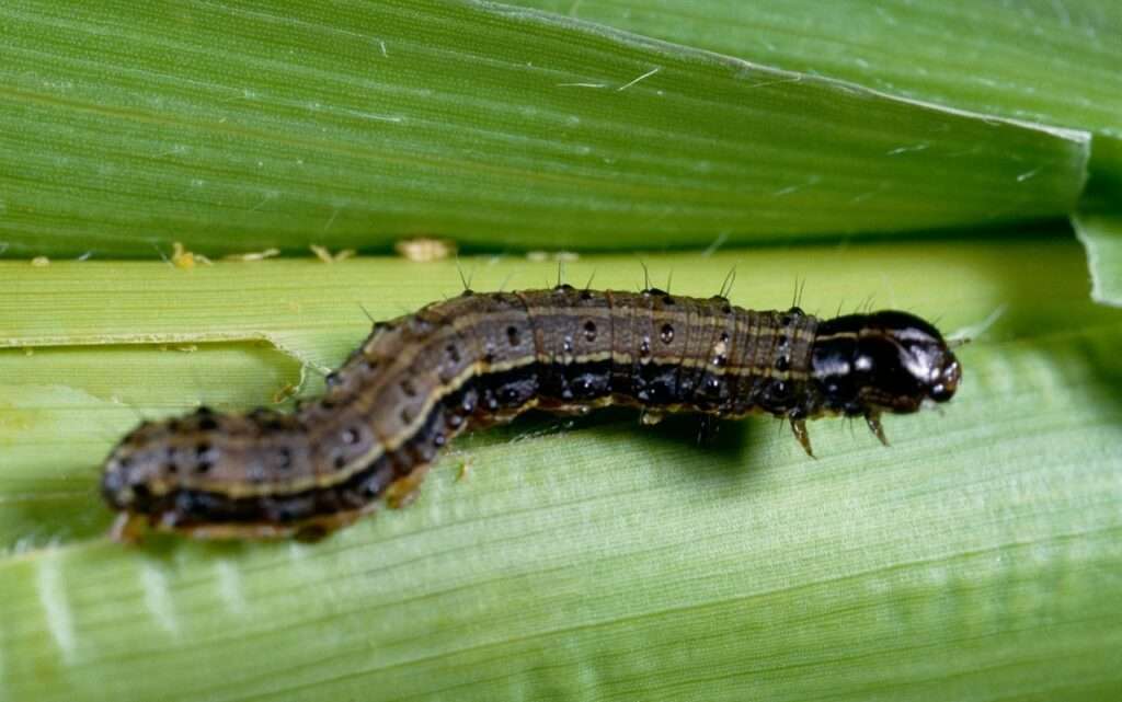 Problem: Fall Army worm infestation - Rural Messenger