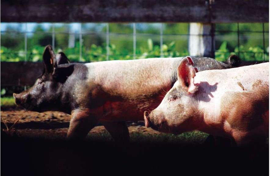 Program to help swine, poultry producers recoup pandemic losses - Rural ...