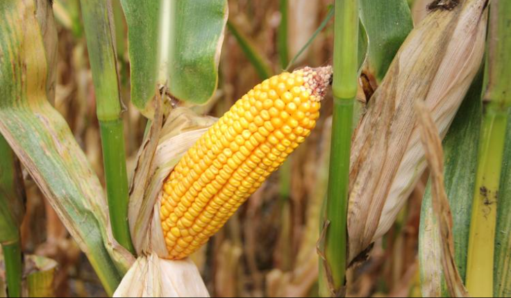 Preparing for dry conditions a realistic approach for western corn ...