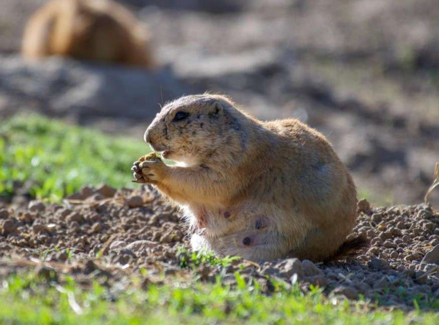 Rodents gnaw at bottom line of pasture, forage system - Rural Messenger