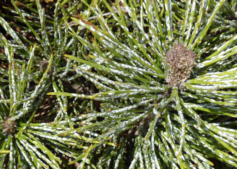 Pine Needle Scale Control Window Approaching - Rural Messenger
