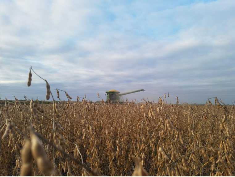 Study: Rising temps, drought likely to increase incidence of aflatoxin ...