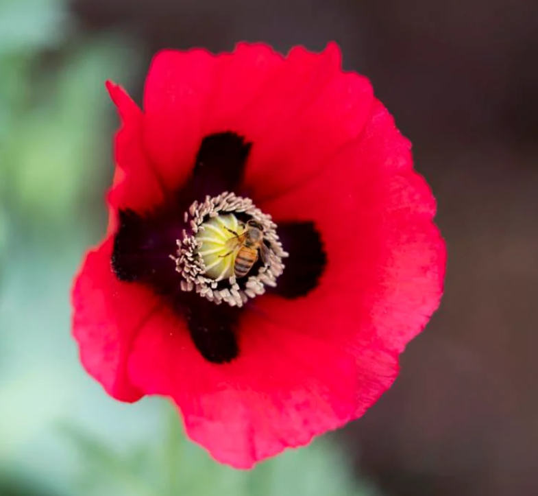 Top 5 tips for supporting pollinators this summer - Rural Messenger