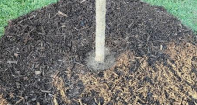 Mulch Rings Around Trees - Rural Messenger